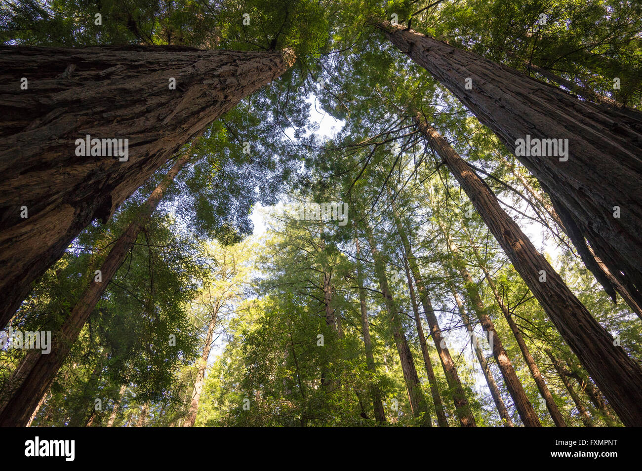 Muir Woods Ancient Redwood Forest,California,USA Stock Photo - Alamy