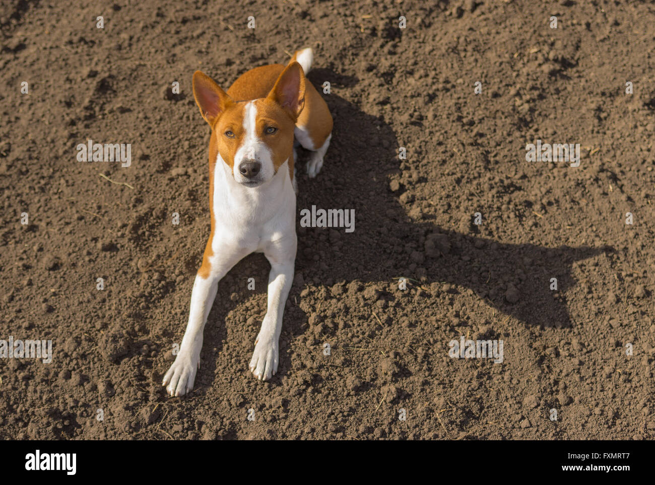 Smart basenji is warming itself by lying on the black soil under first ...