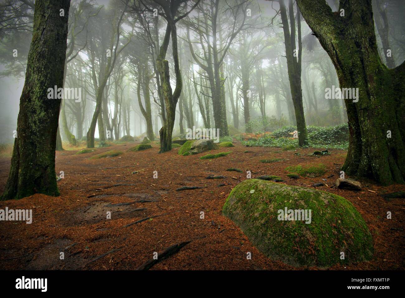 Path in forest with mist in a winter day, Natural park in Sintra ...