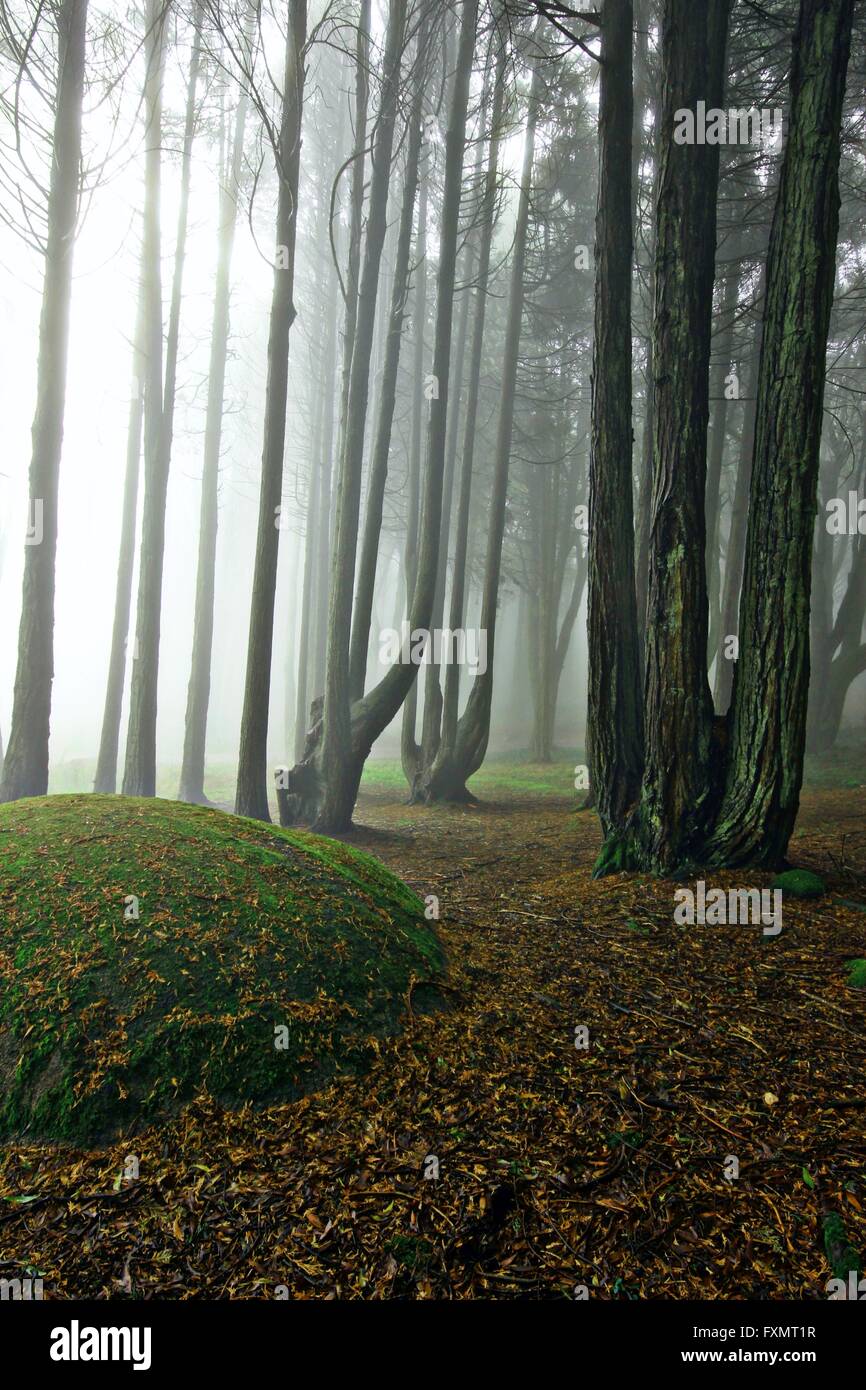 Path in forest with mist in a winter day, Natural park in Sintra ...