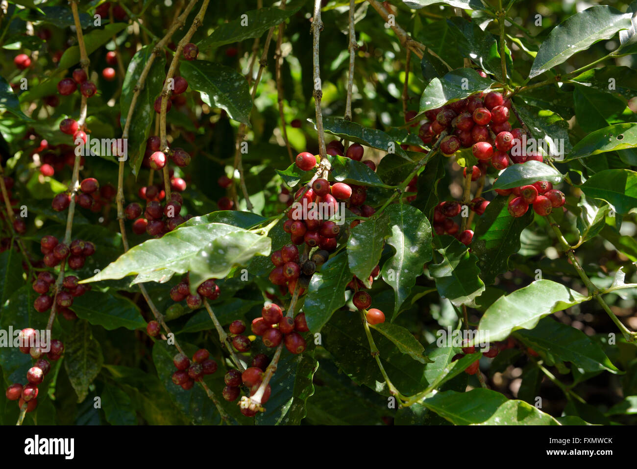 Coffee bush hi-res stock photography and images - Alamy