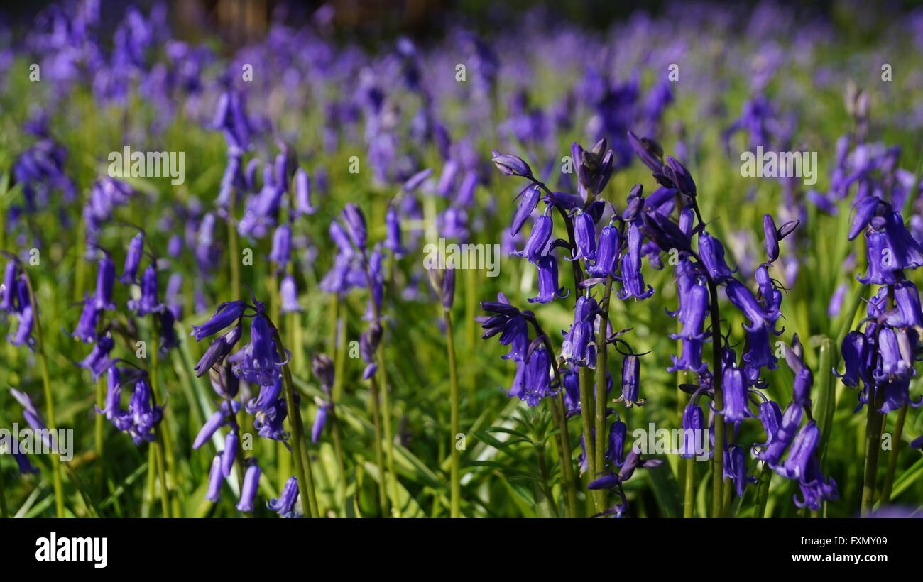 Bluebells in the forest Stock Photo - Alamy