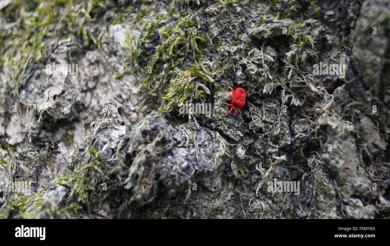 Red velvet mite or rain bug against a backdrop of tree and moss Stock ...