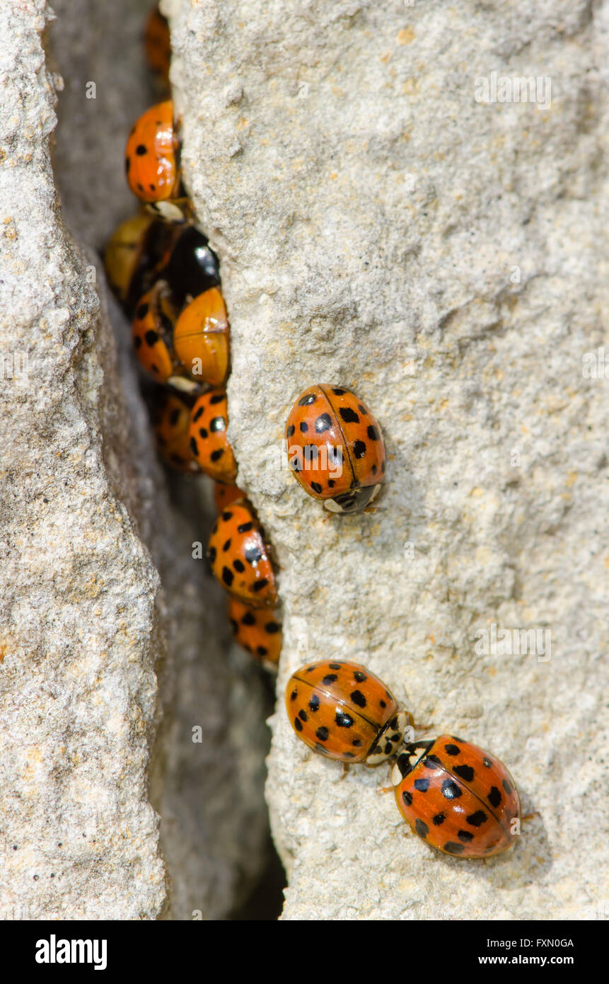 Large group of Harlequin ladybirds (Harmonia axyridis). Invasive ...