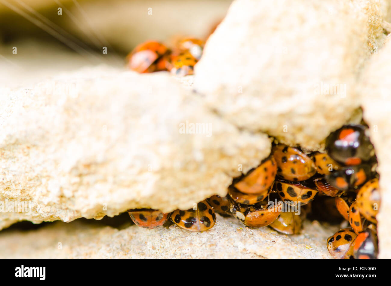 Large group of Harlequin ladybirds (Harmonia axyridis). Invasive ...