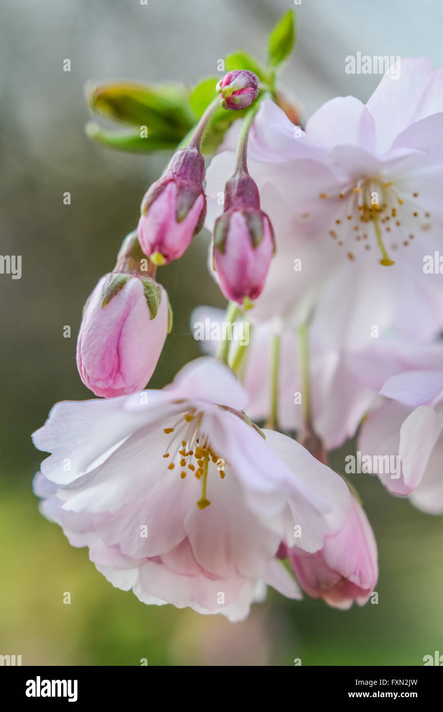 beautiful cherry blossom and buds close up Stock Photo - Alamy