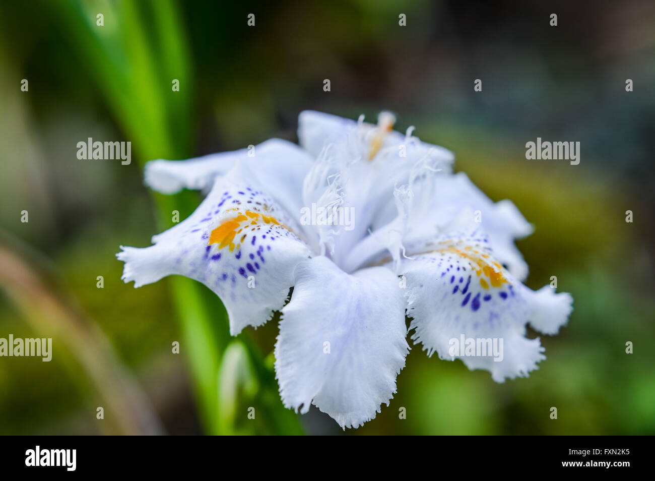 White and yellow spotted iris hi-res stock photography and images - Alamy
