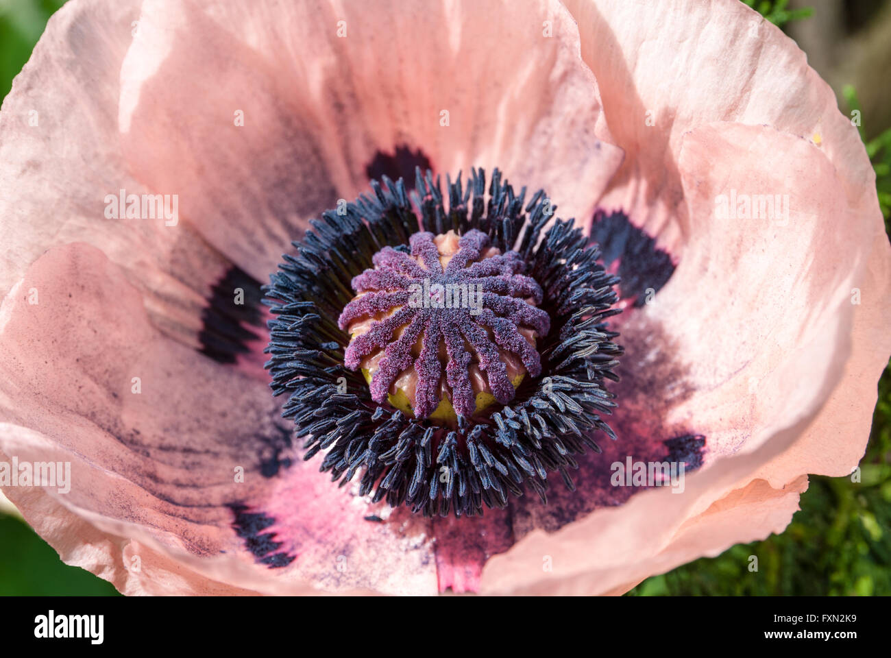 Flower of a salmon pink oriental poppy, Papaver orientale Stock Photo ...