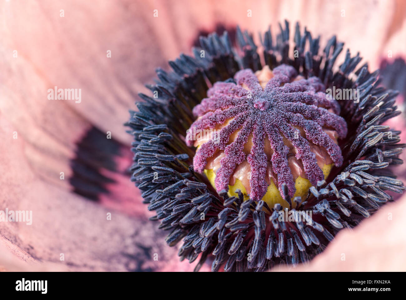 Flower of a salmon pink oriental poppy, Papaver orientale Stock Photo ...