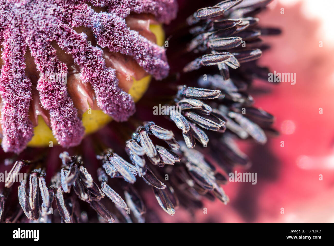 Carpel, stigma and stamen of a salmon pink Oriental poppy, Papaver ...