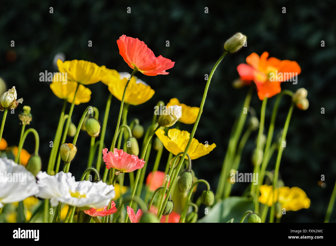 multicolor poppies field with a dark background Stock Photo - Alamy
