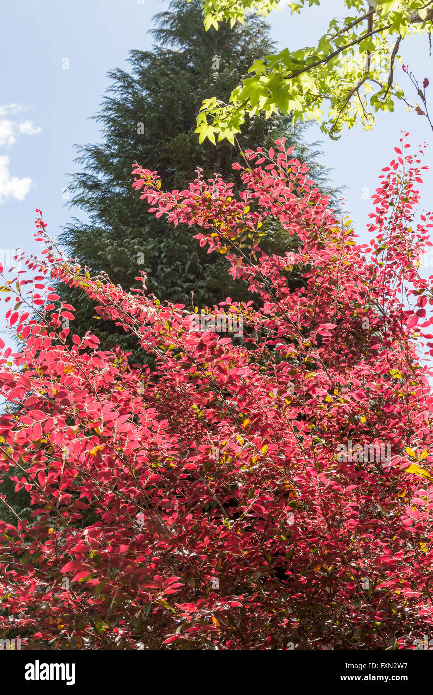 Sul tree trees plant plants hi-res stock photography and images - Alamy