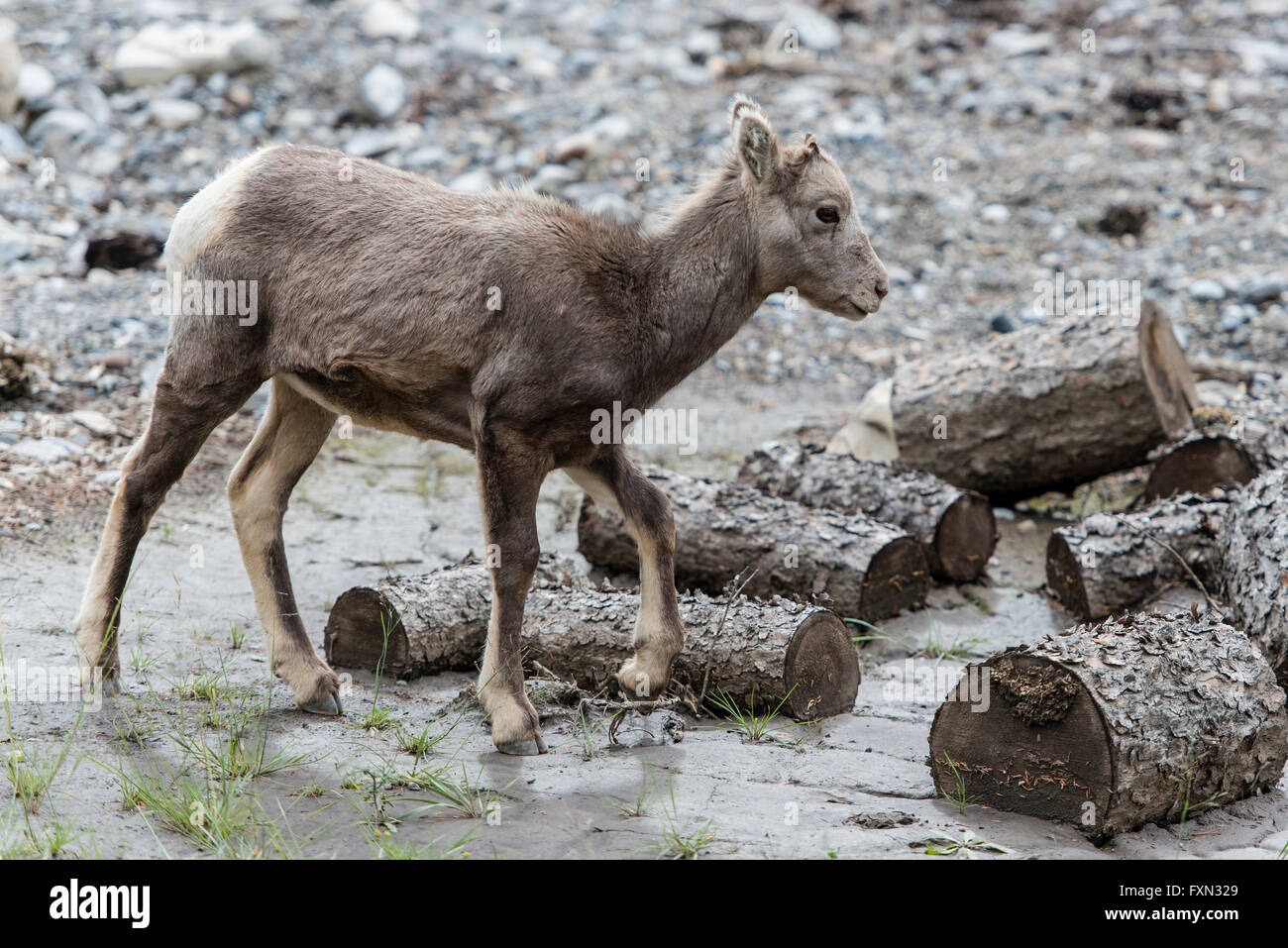 Bighorn Sheep (Ovis canadensis), portrait of young, Banff National Park ...