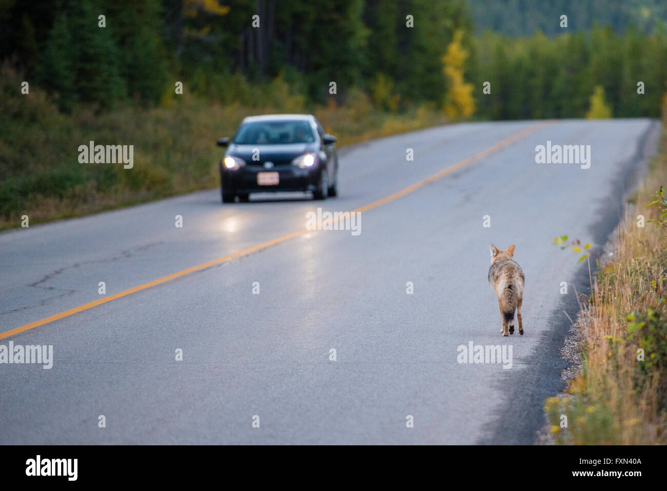 Banff coyote hi-res stock photography and images - Alamy