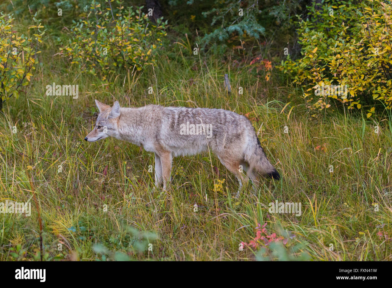 Coyote in Banff Nationalpark, Canis latrans, North American Prairie ...