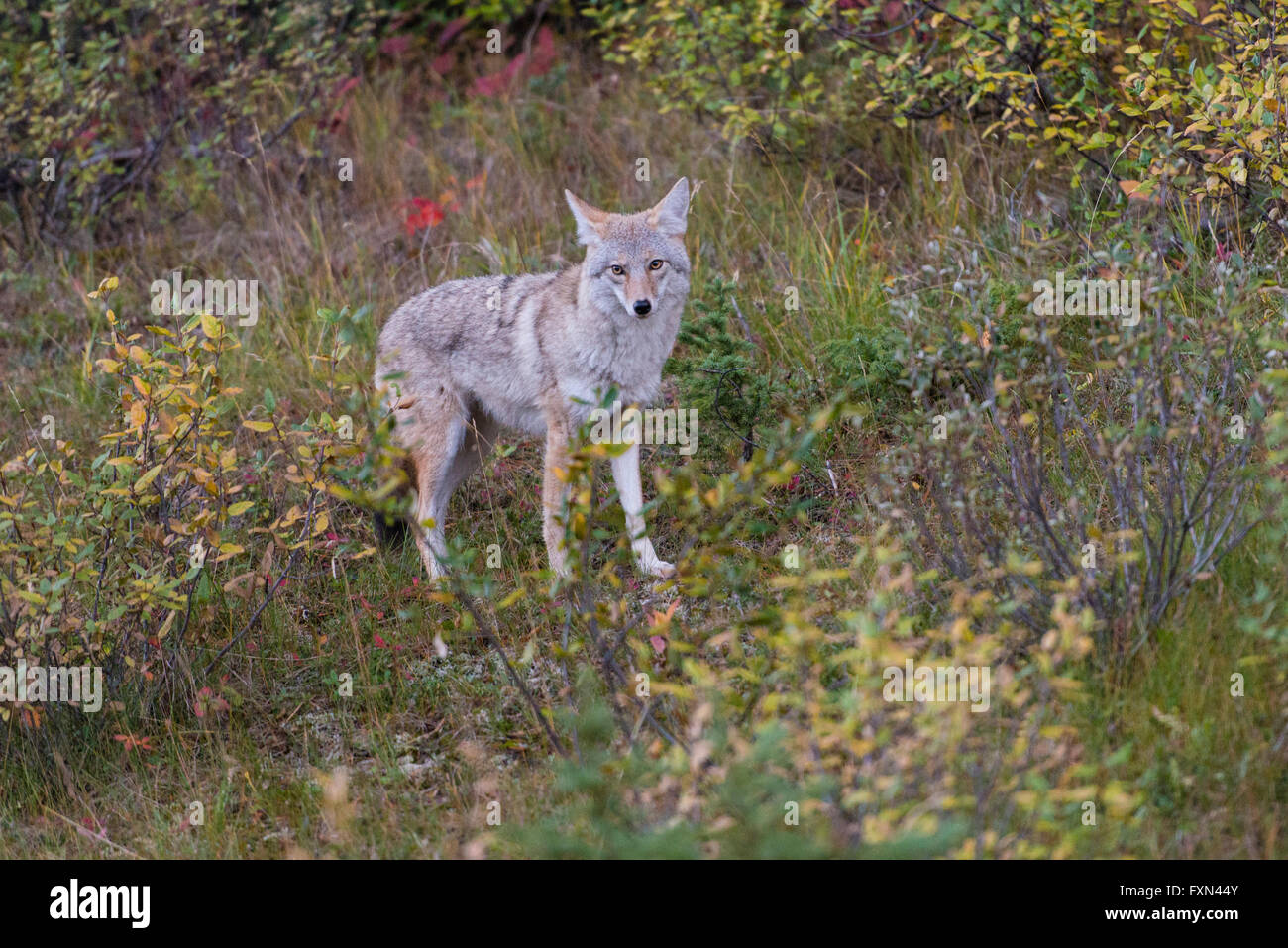 Coyote in Banff Nationalpark, Canis latrans, North American Prairie ...