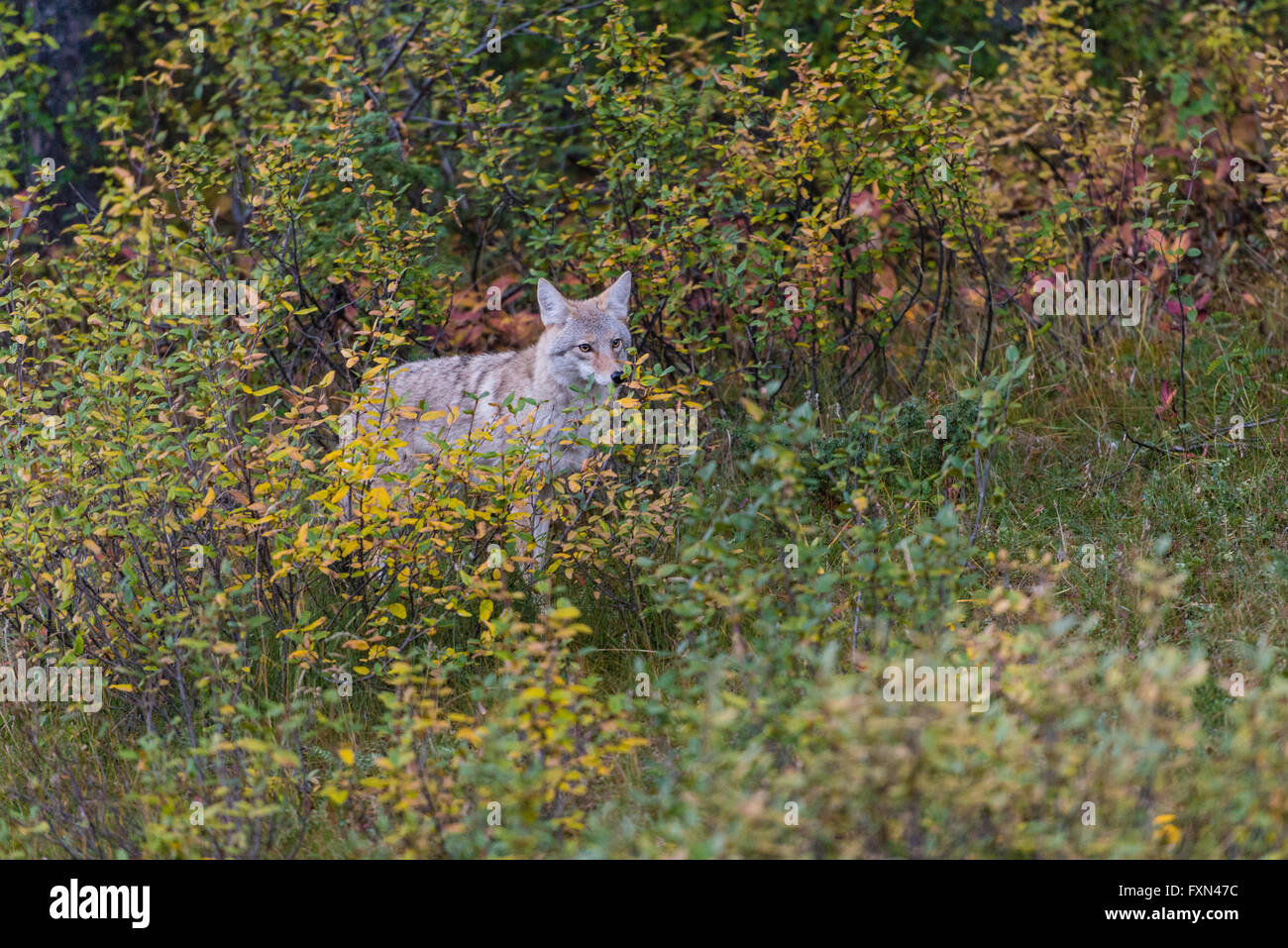 Banff Nationalpark High Resolution Stock Photography and Images - Alamy