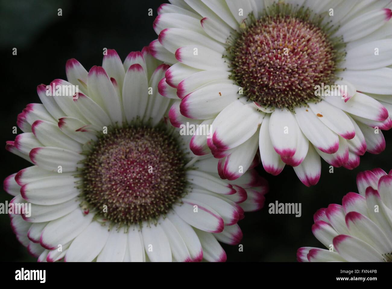 Pink Ruffle Flowers Stock Photo - Alamy