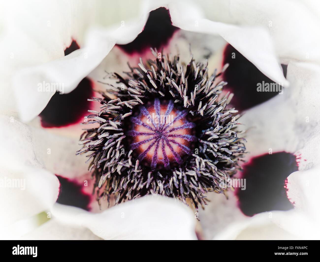 White poppy hi-res stock photography and images - Alamy