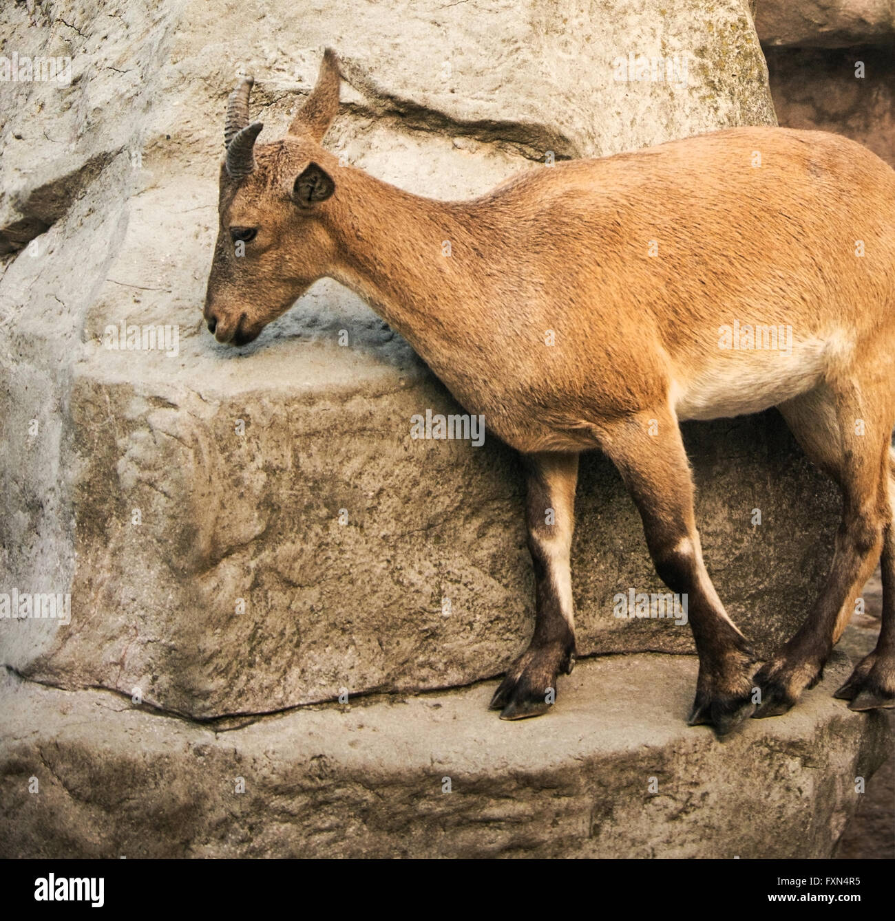 Zoo mountain goat hi-res stock photography and images - Alamy