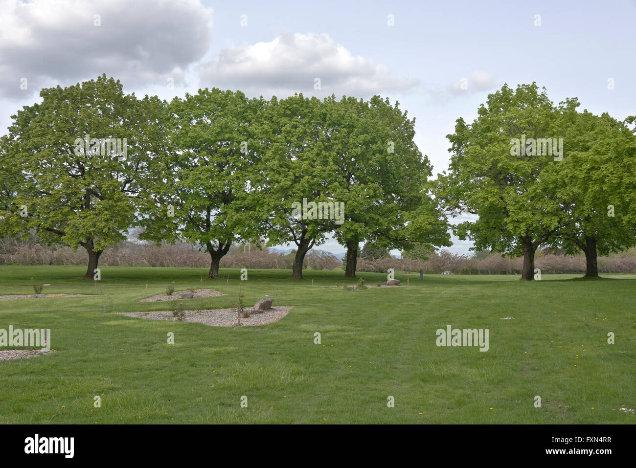 Spring trees foliage bloom in a public park Oregon Stock Photo - Alamy