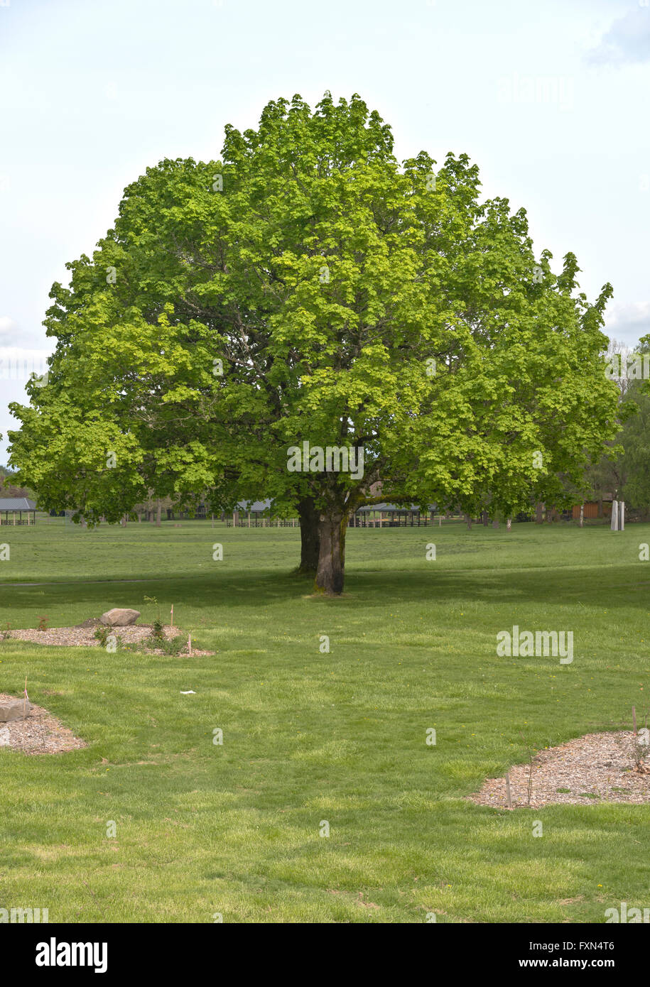 Spring trees foliage bloom in a public park Oregon Stock Photo - Alamy
