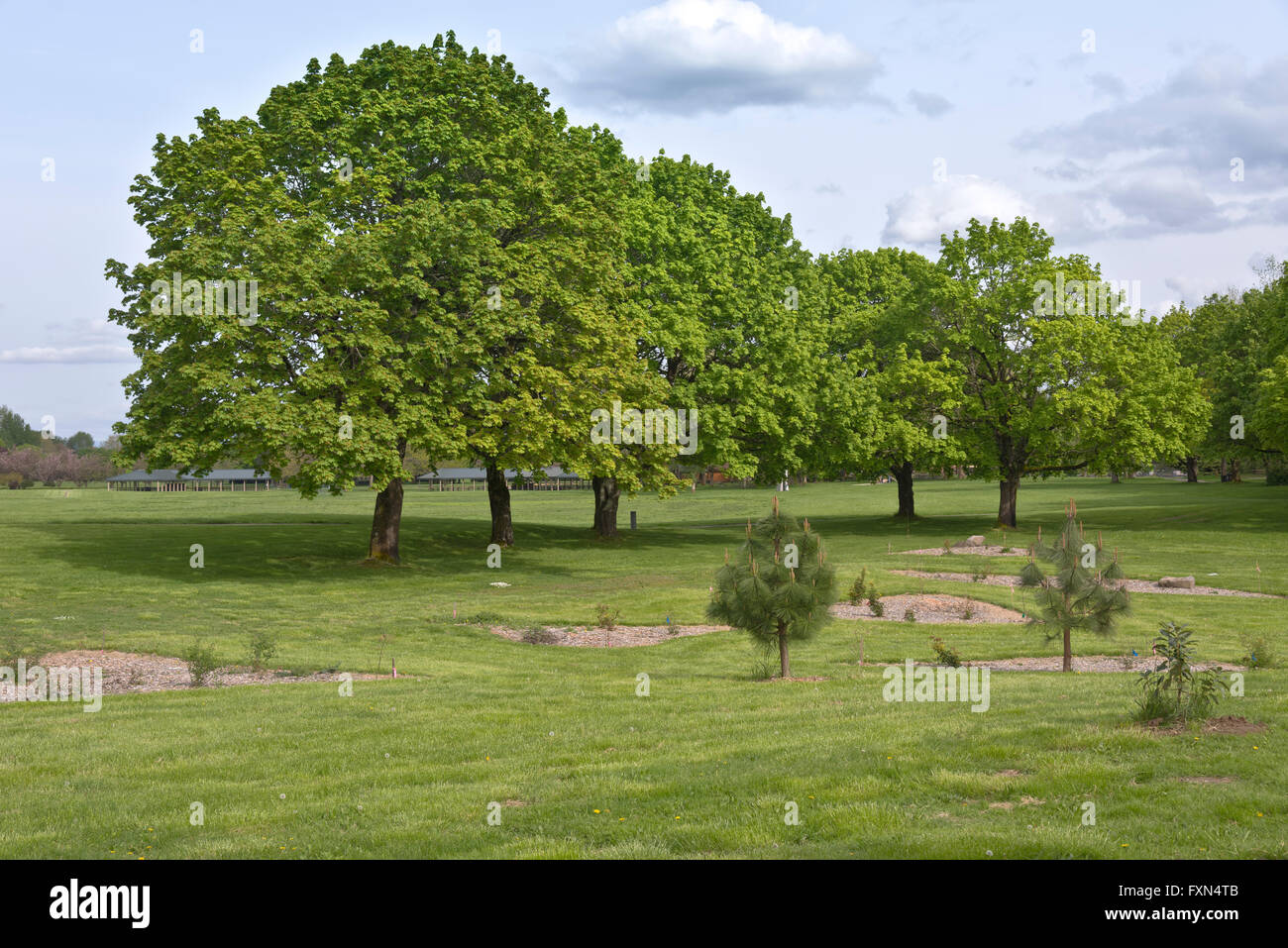 Spring trees foliage bloom in a public park Oregon Stock Photo - Alamy