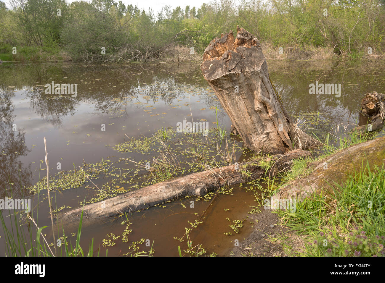 Blue tree trunks hi-res stock photography and images - Alamy