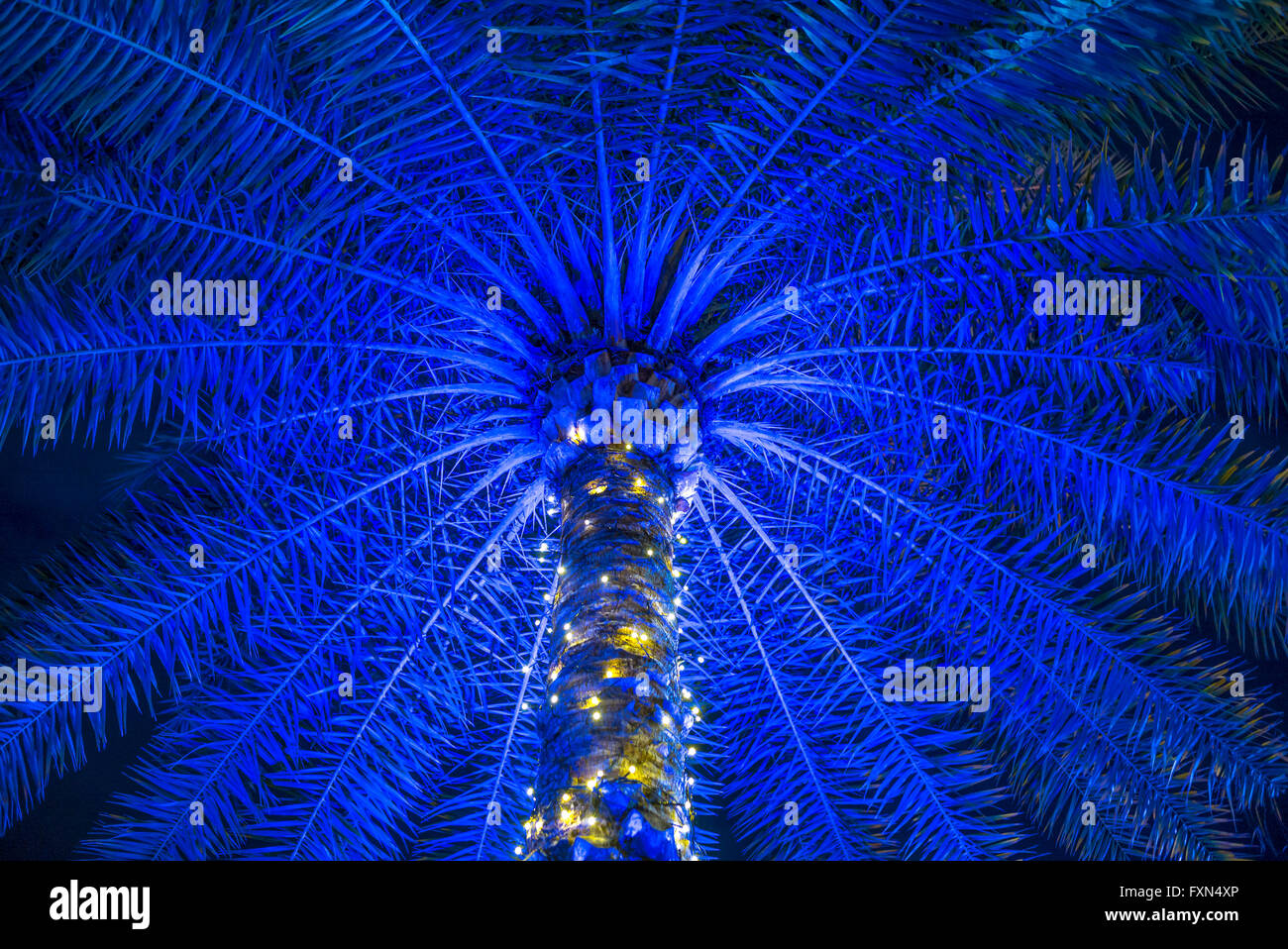 Palm tree lights hi-res stock photography and images - Alamy