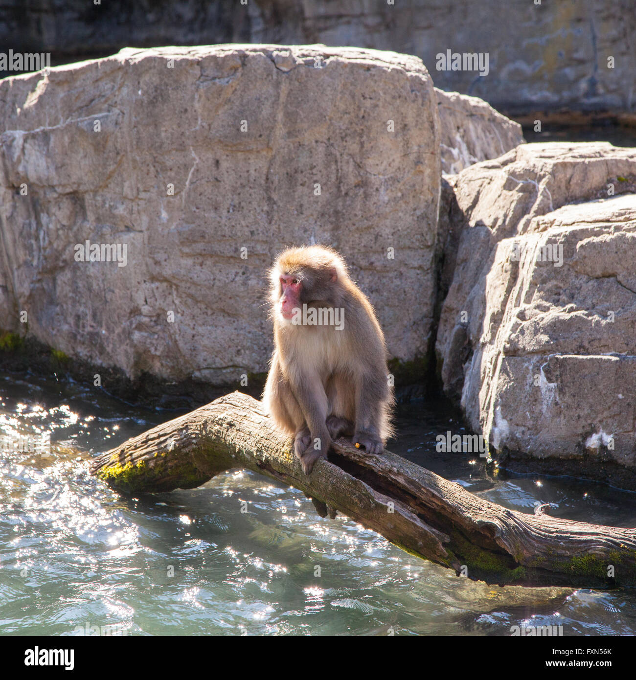 Zoo New York City High Resolution Stock Photography and Images - Alamy