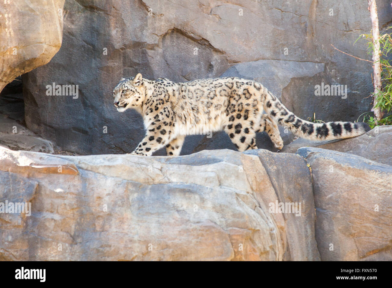 A snow leopard in Central Park Zoo, New York City, United States of ...