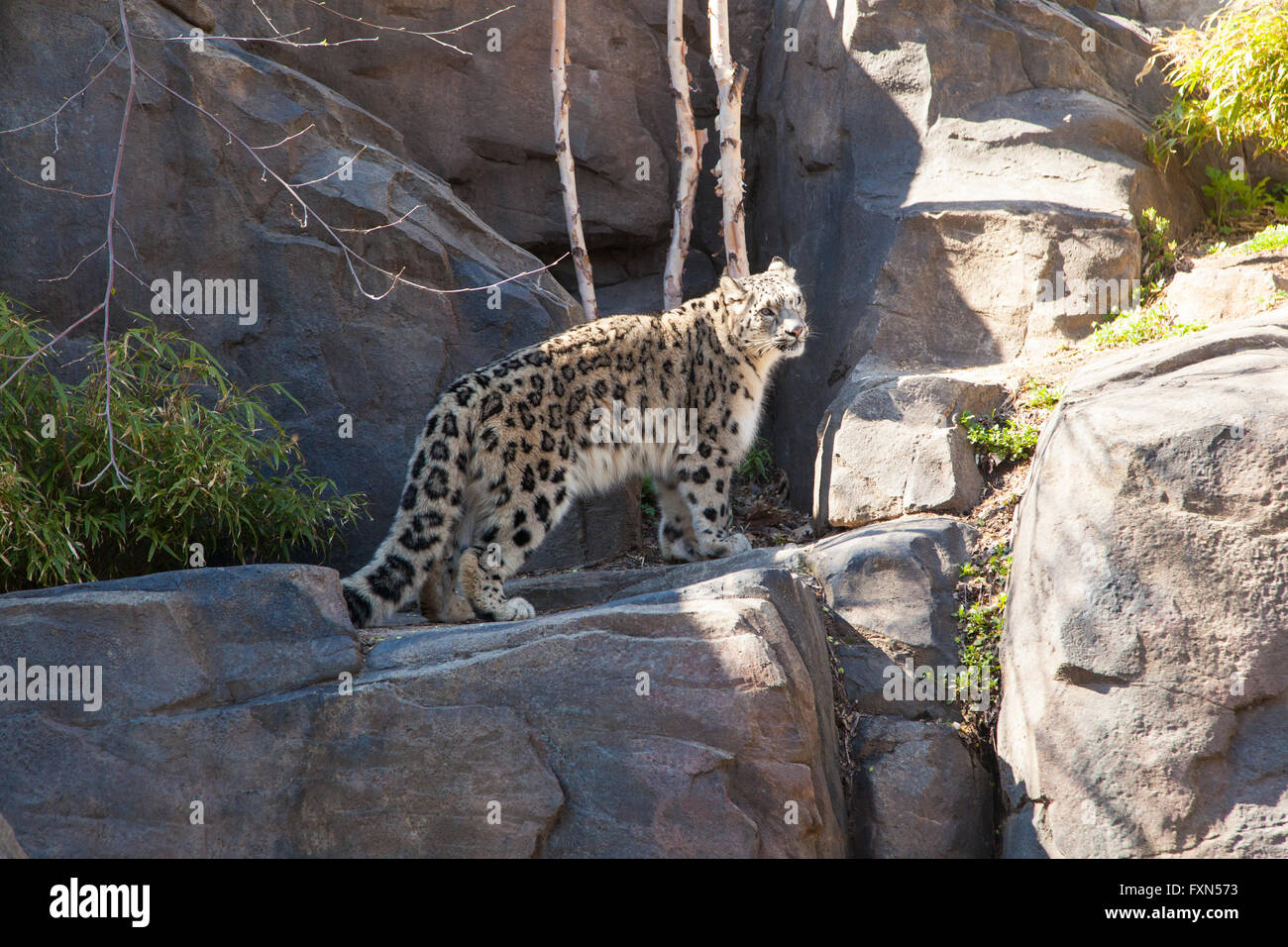 A snow leopard in Central Park Zoo, New York City, United States of ...