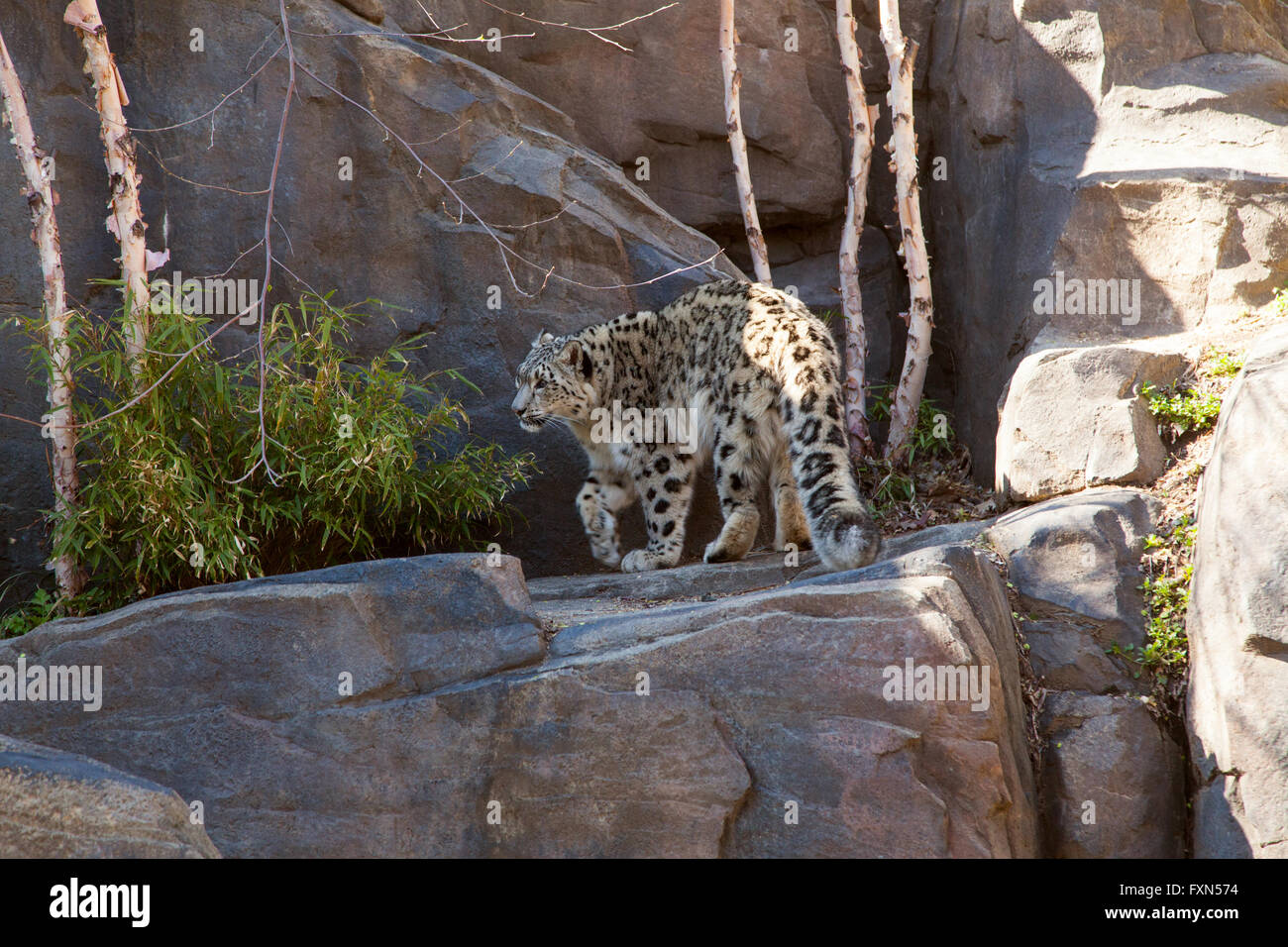 Snow Leopards, Panthera Uncia, Central Park Zoo,Manhattan, New York ...