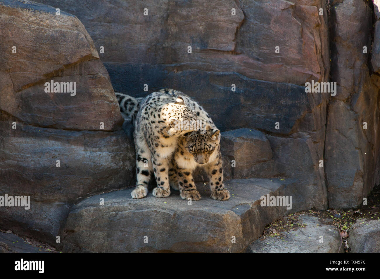Snow Leopards, Panthera Uncia, Central Park Zoo,Manhattan, New York ...
