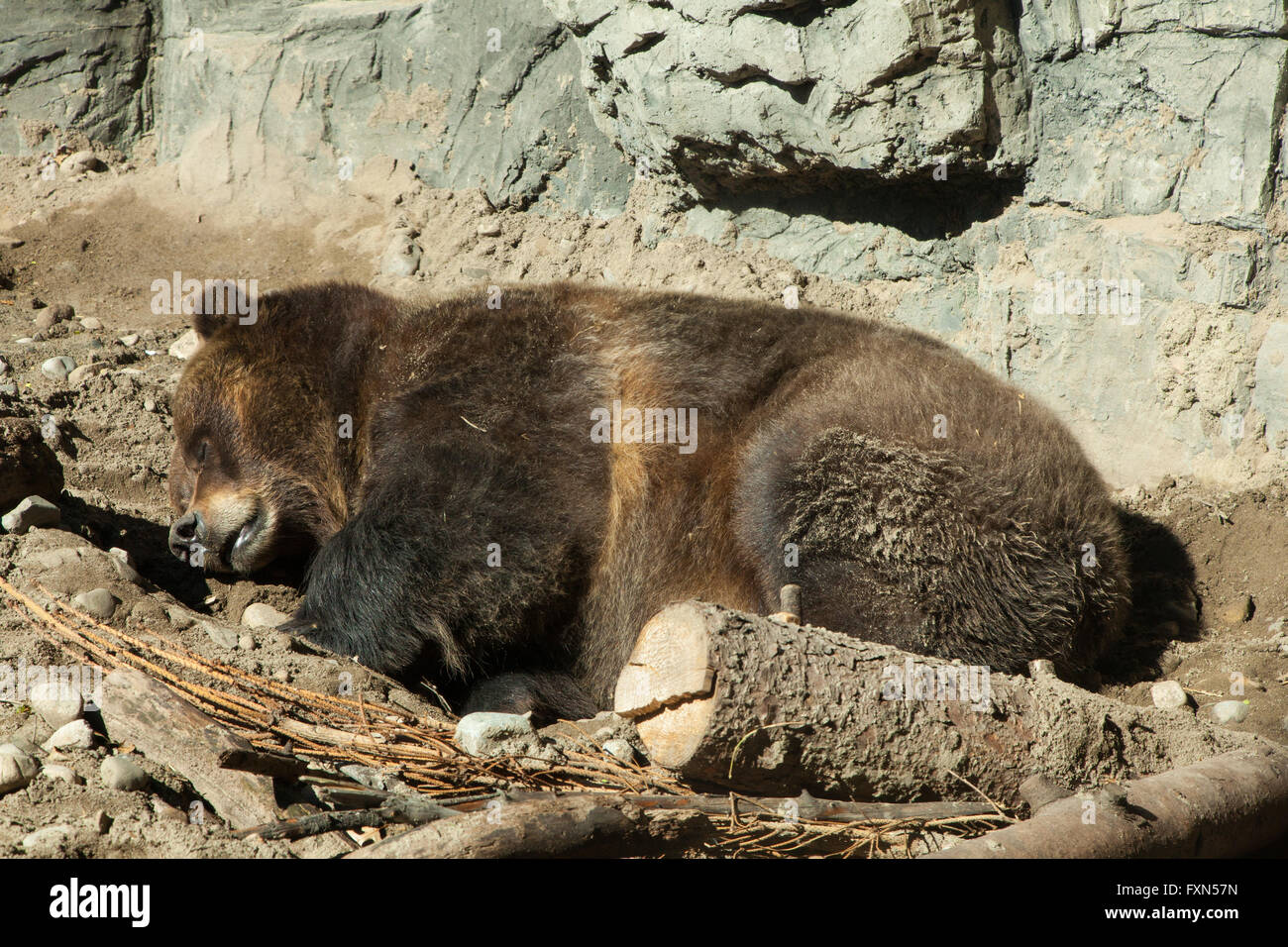 Grizzly Bear Sleeping In A Cave