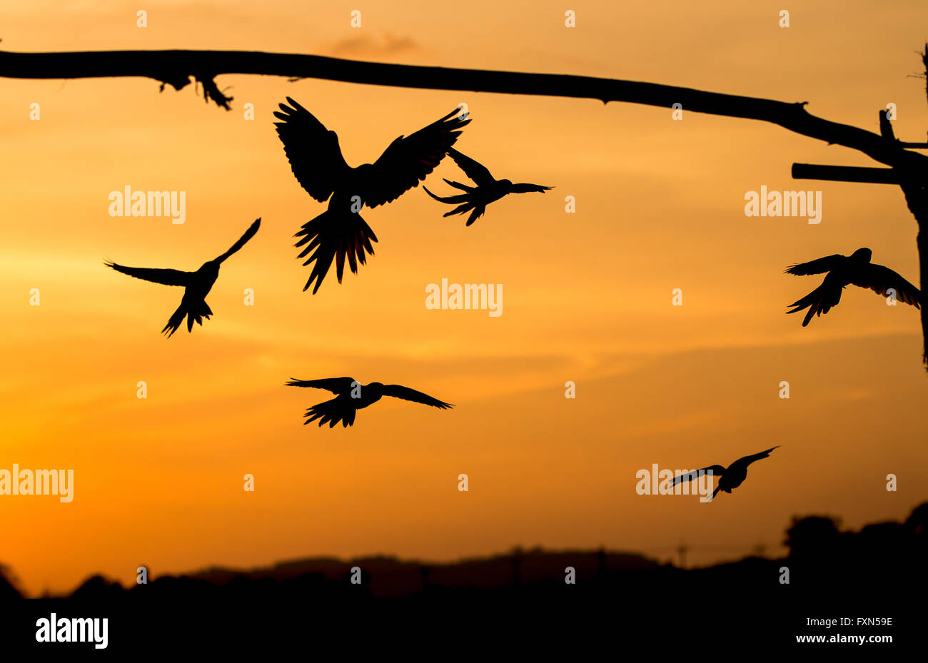 Parrot and people silhouette background nature in the evening Stock ...