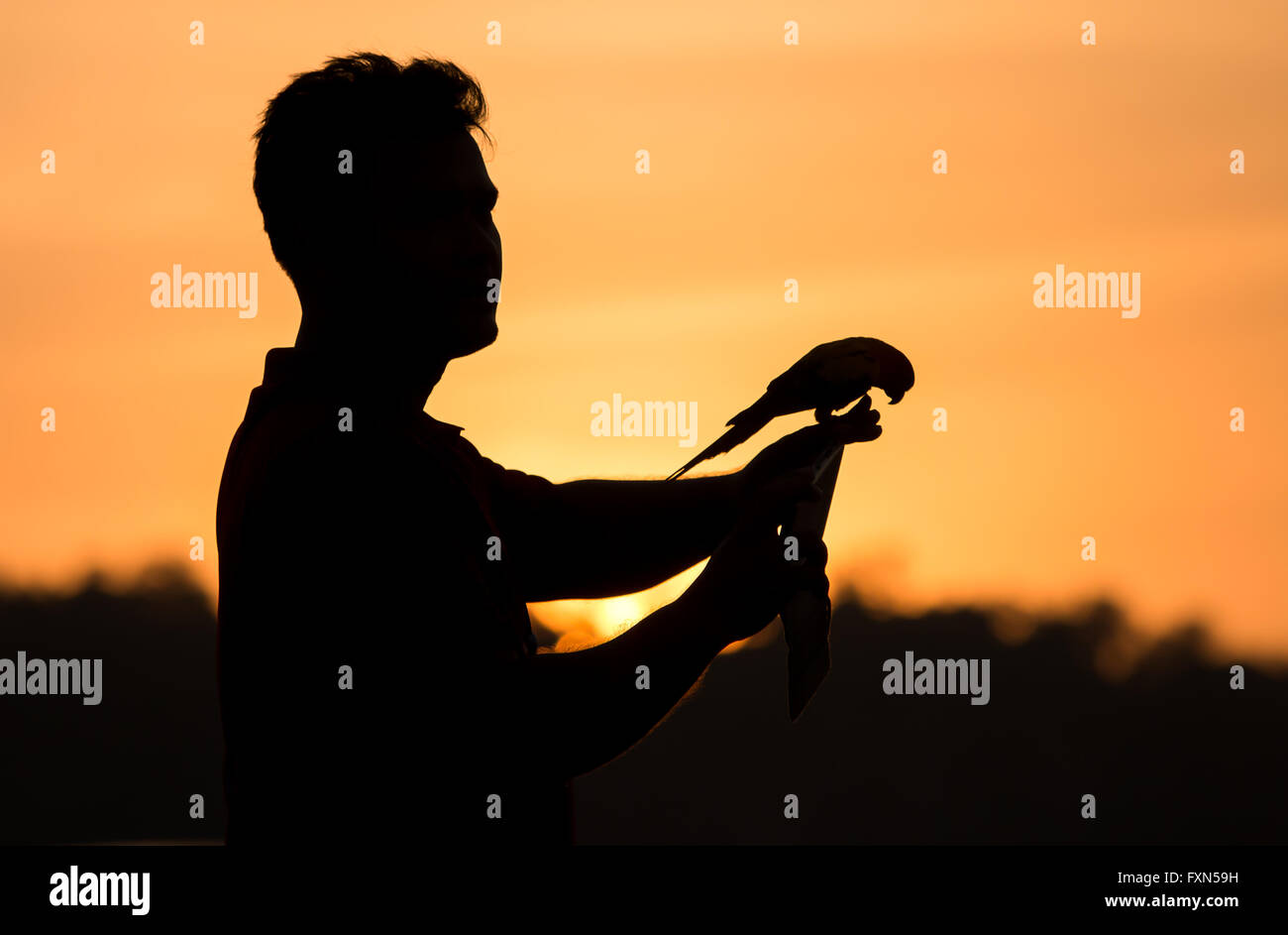 Parrot and people silhouette background nature in the evening Stock ...
