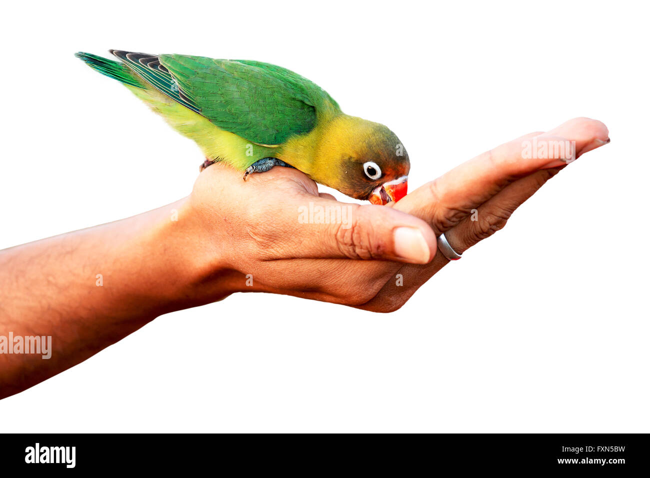 Live small pets Cut Out Stock Images & Pictures - Alamy