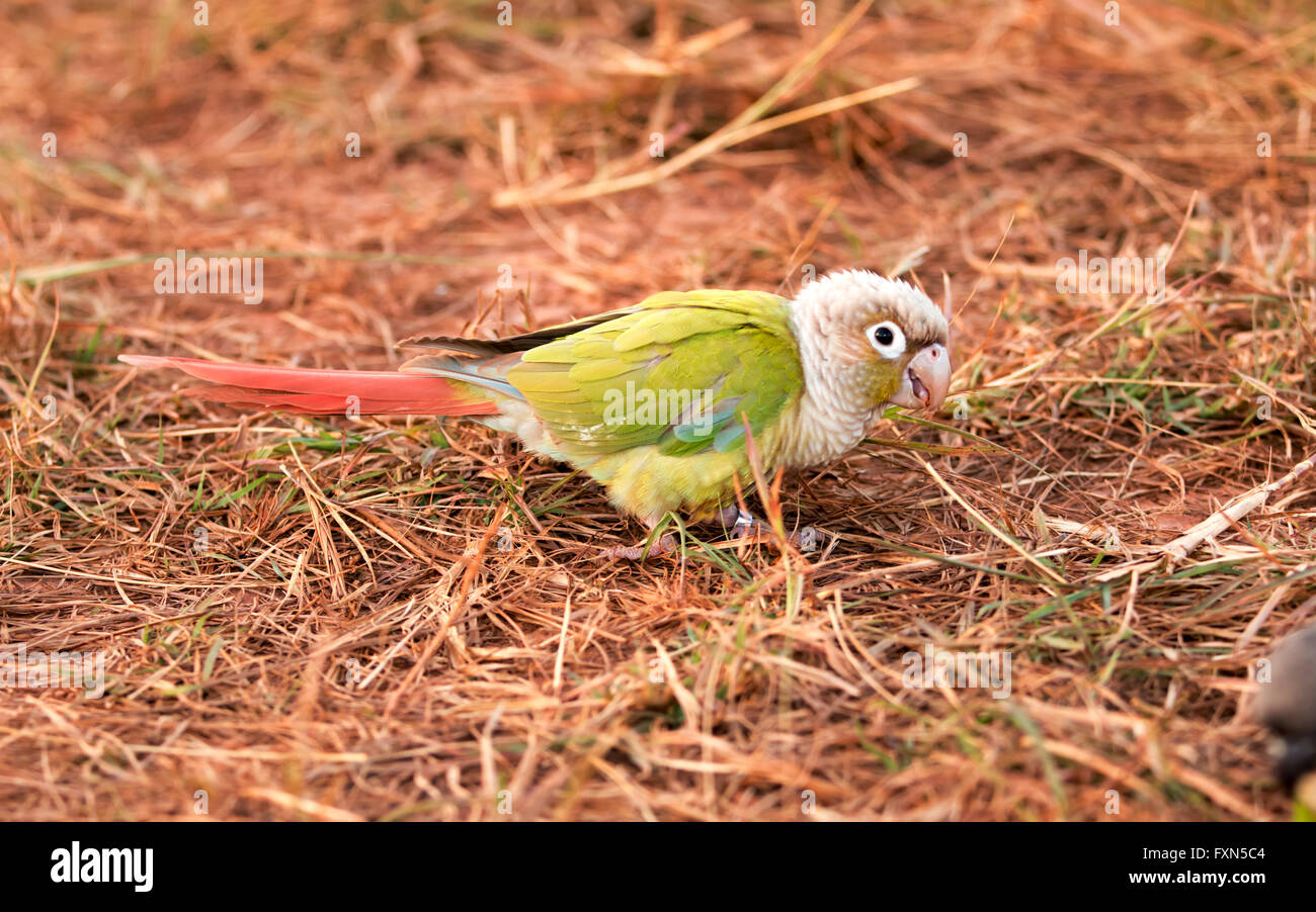 Parrot training hi-res stock photography and images - Alamy