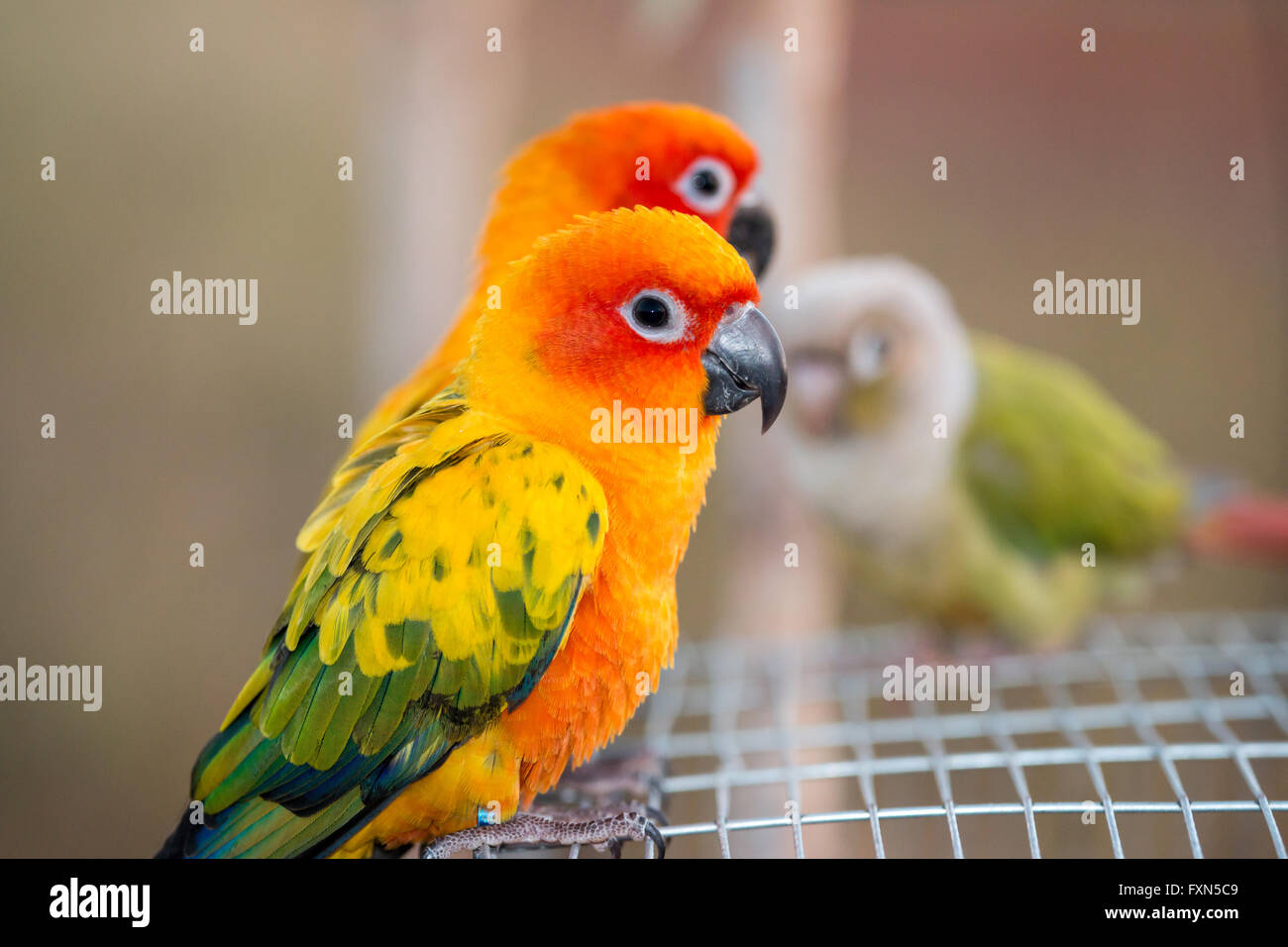 Parrot training. And let live independently Stock Photo - Alamy