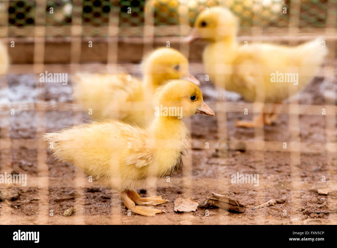The group of ducklings In the evening Stock Photo - Alamy