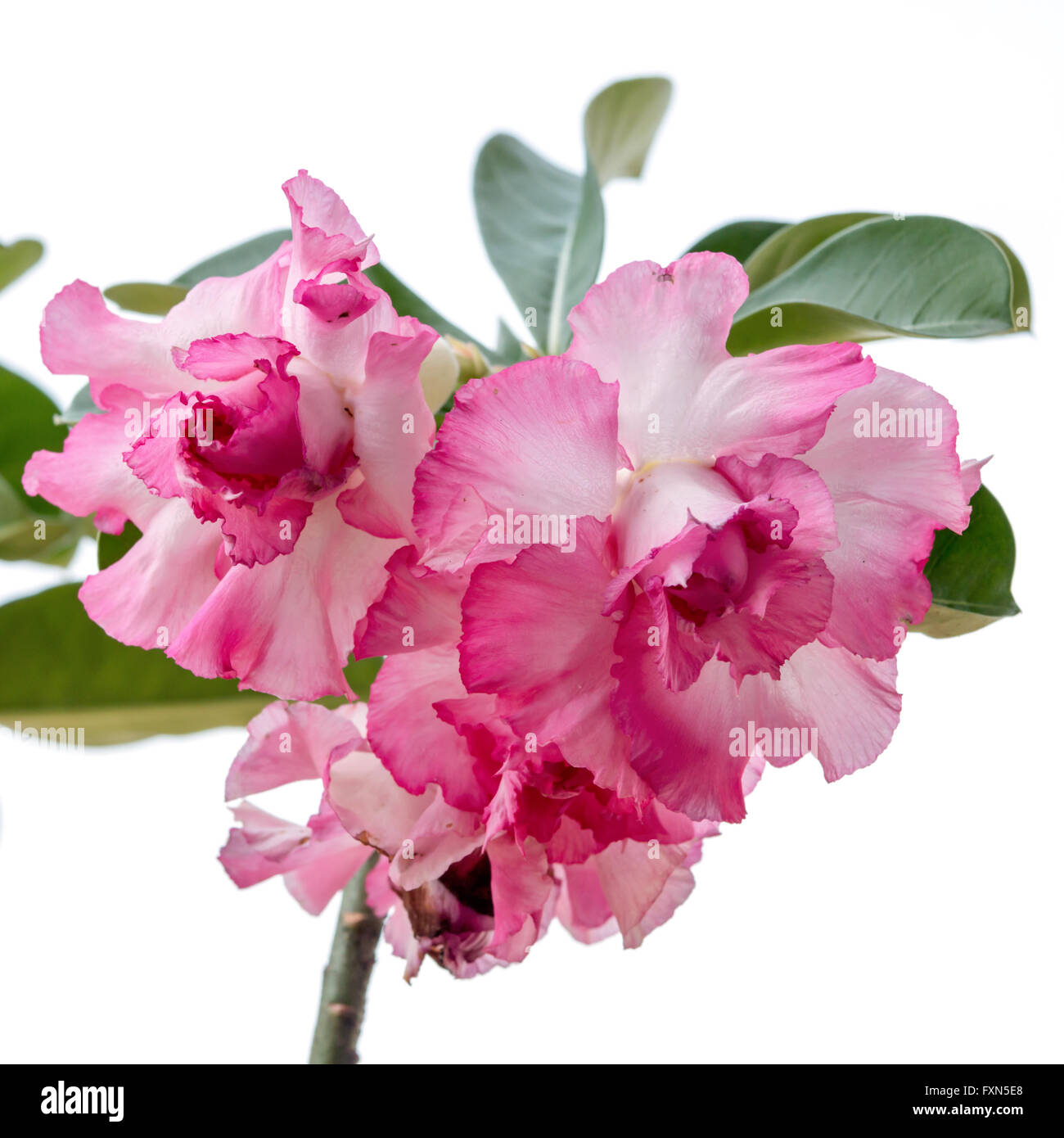 Floral , desert rose flower on white sky background Stock Photo - Alamy