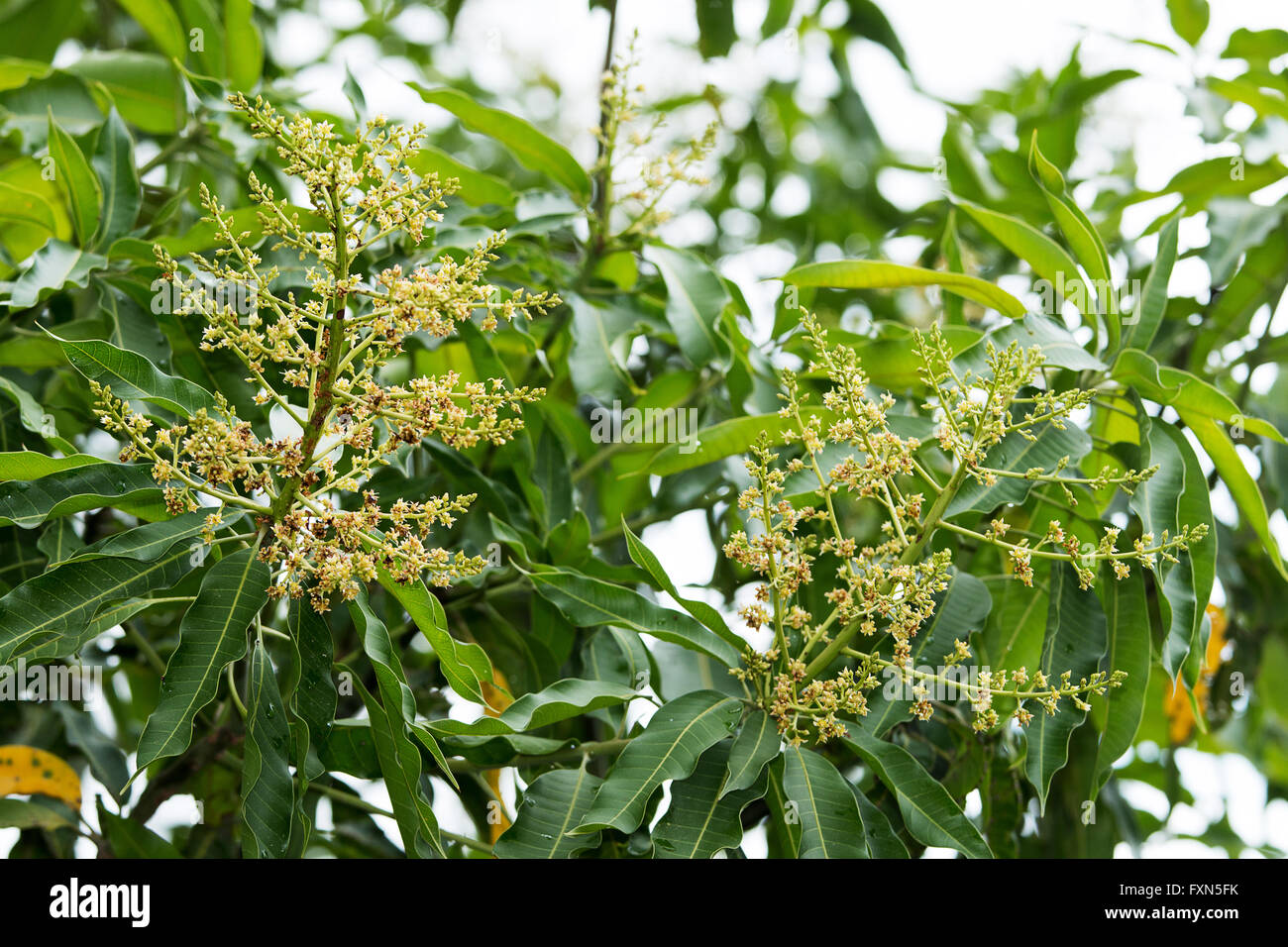 Young mango on mango tree hi-res stock photography and images - Alamy