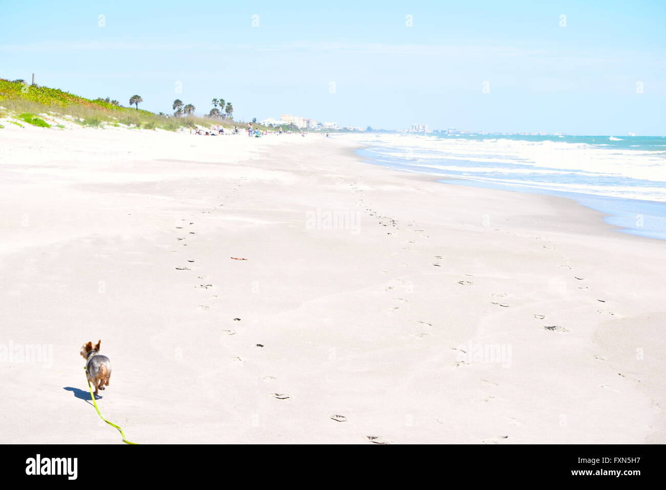 Tiny dog beach hi-res stock photography and images - Alamy