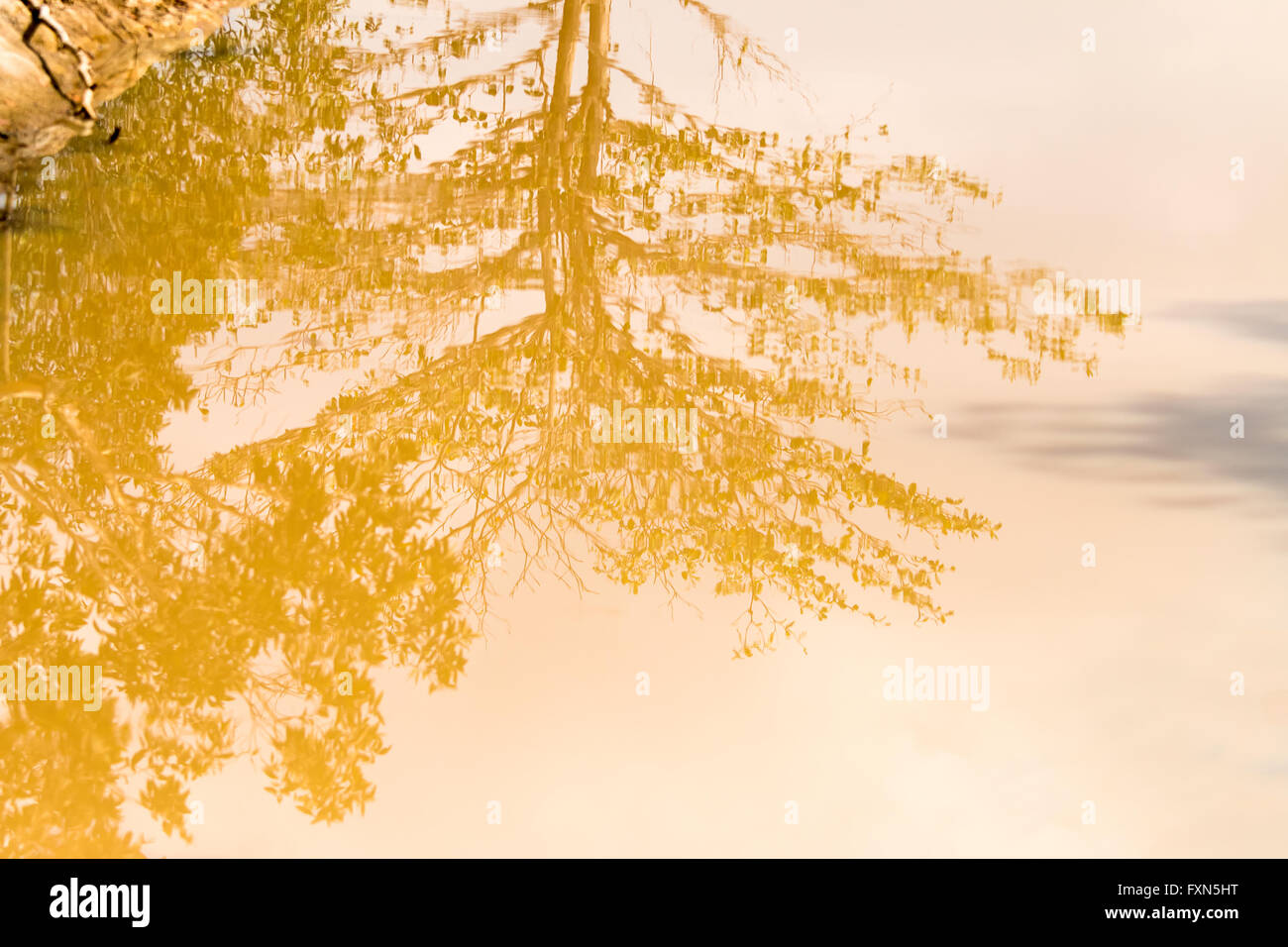 Trees Blurred reflection of yellow water surface Stock Photo - Alamy