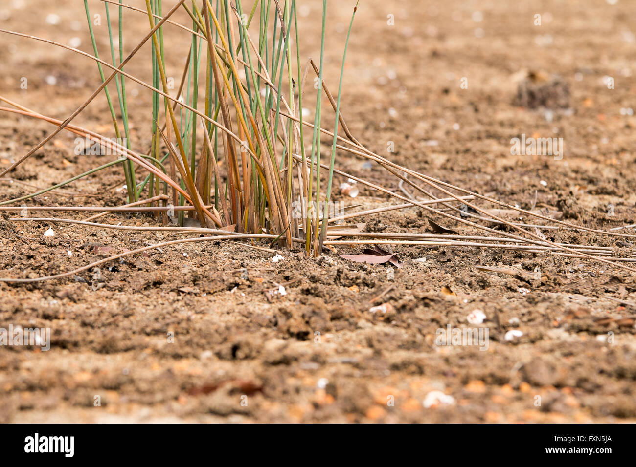 The grass that grows in arid soils Stock Photo - Alamy