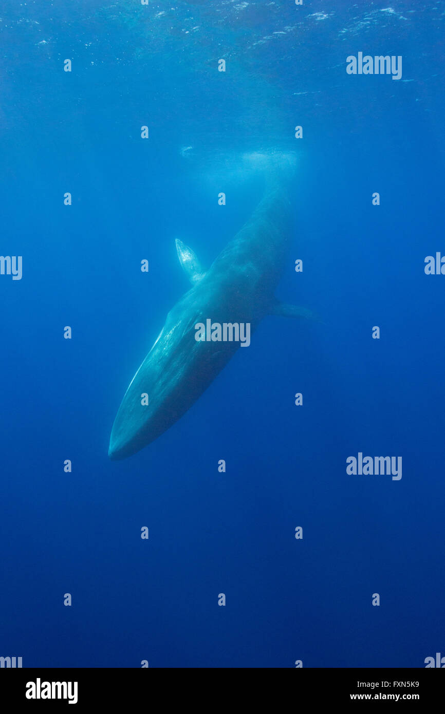 Fin Whale Size