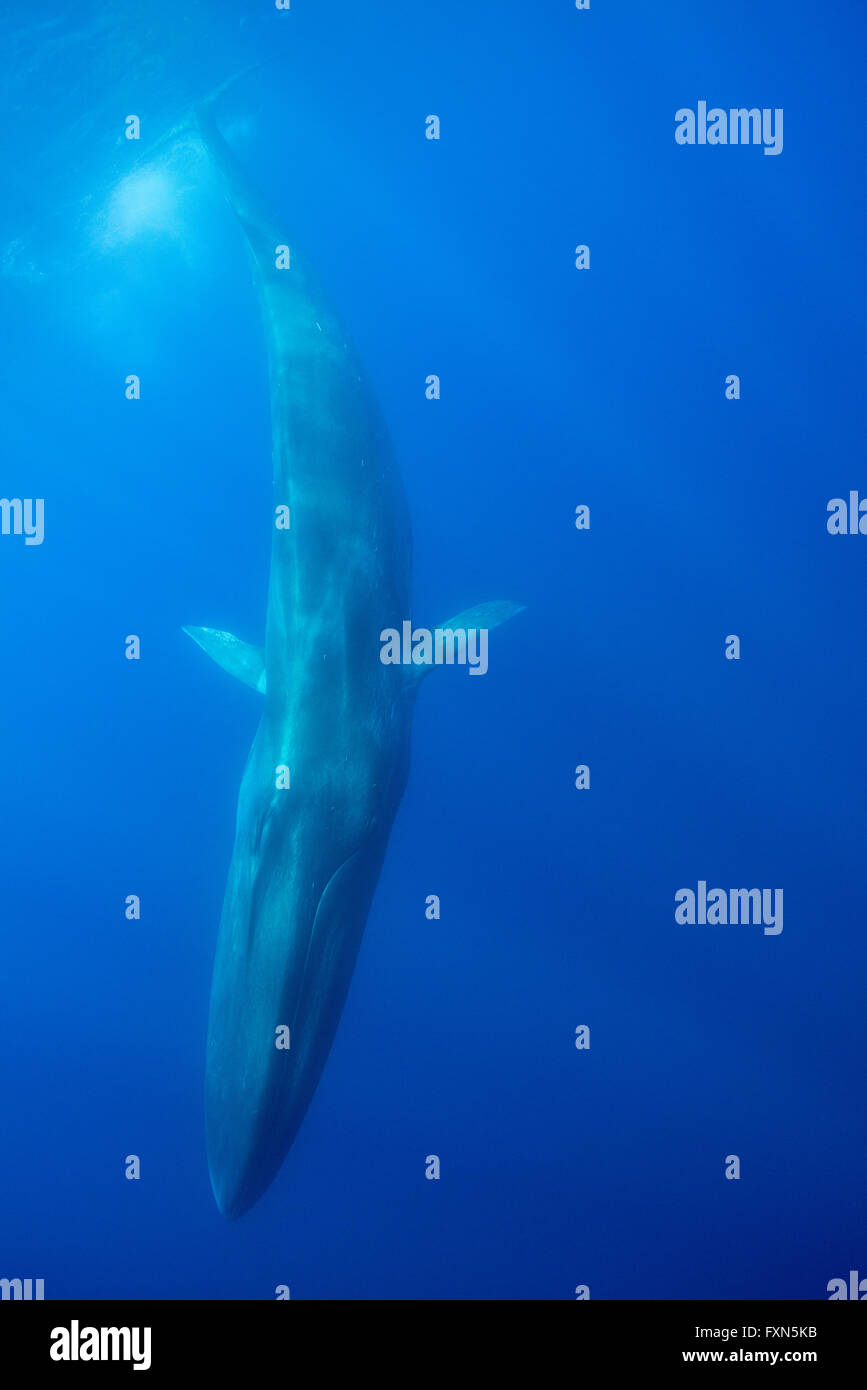 Fin Whale