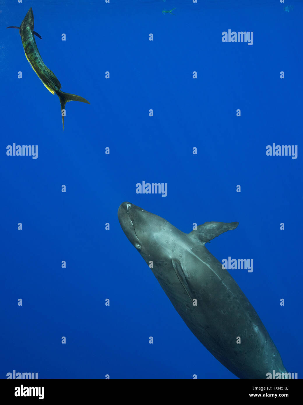 False killer whale hi-res stock photography and images - Alamy