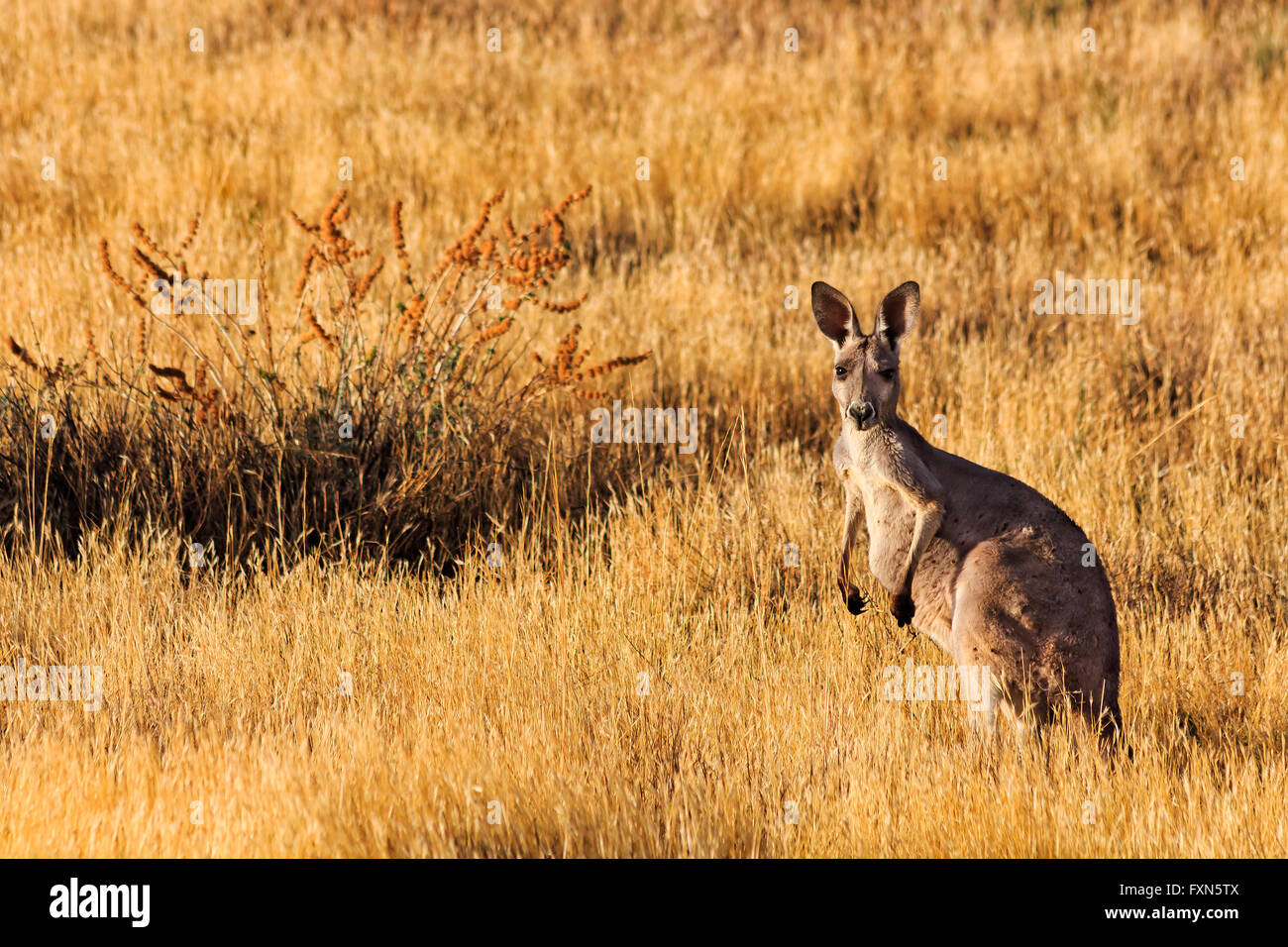 Tall standing kangaroo against yellow brown grassy background of its ...